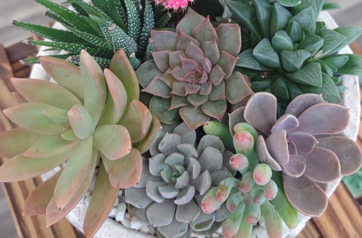Bluey Bingo Mug Collection With or Without Live Succulent Kit / Flower ...