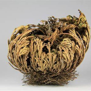 Resurrection Plant / Rose of Jericho / Live House Plant or Outdoor ...