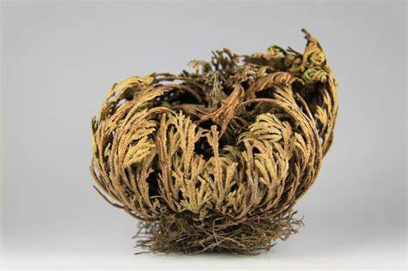 Resurrection Plant / Rose of Jericho / Live House Plant or Outdoor ...