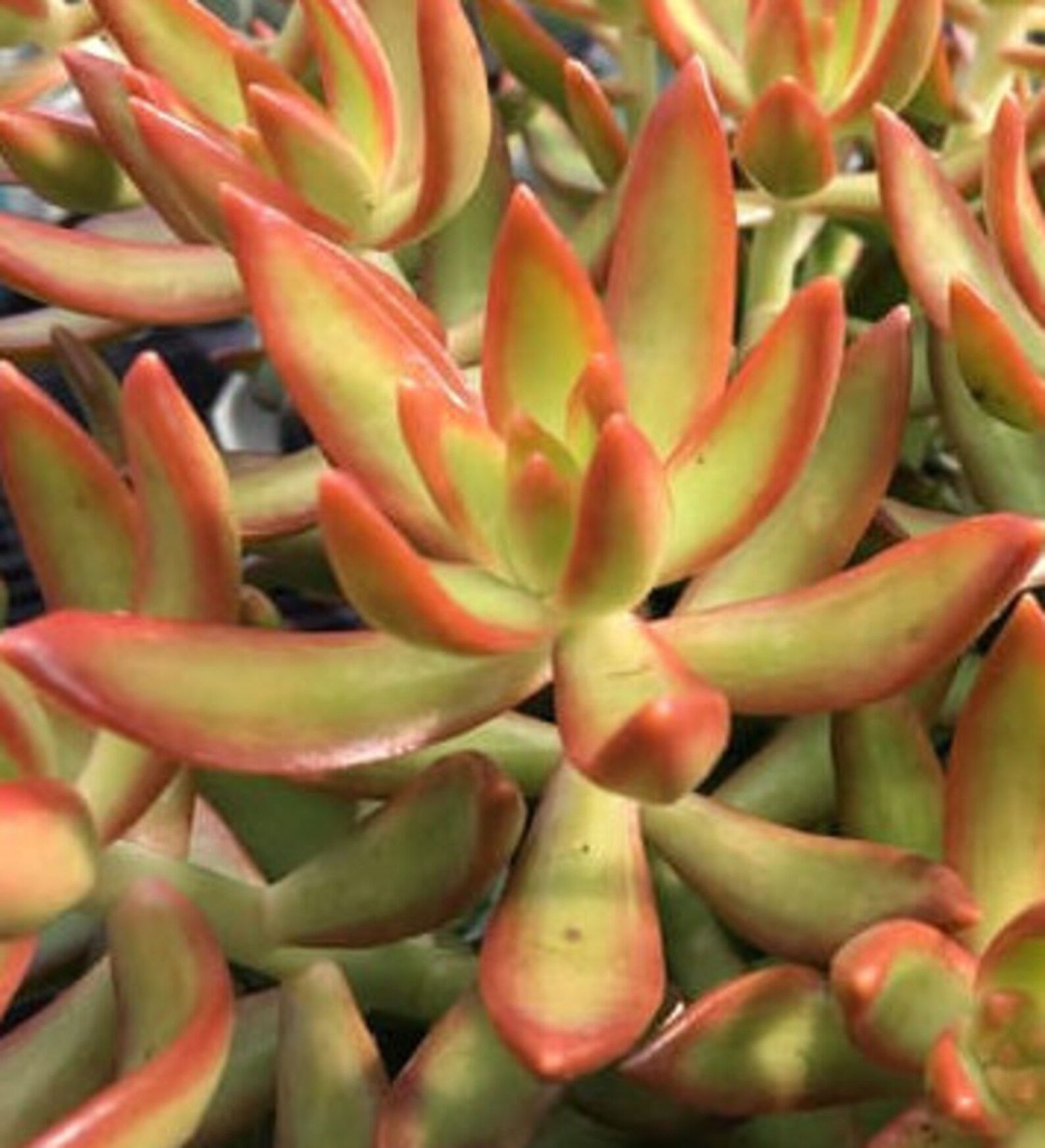 Sedum Firestorm Succulent 2 Pot Live Plants Easy | Etsy