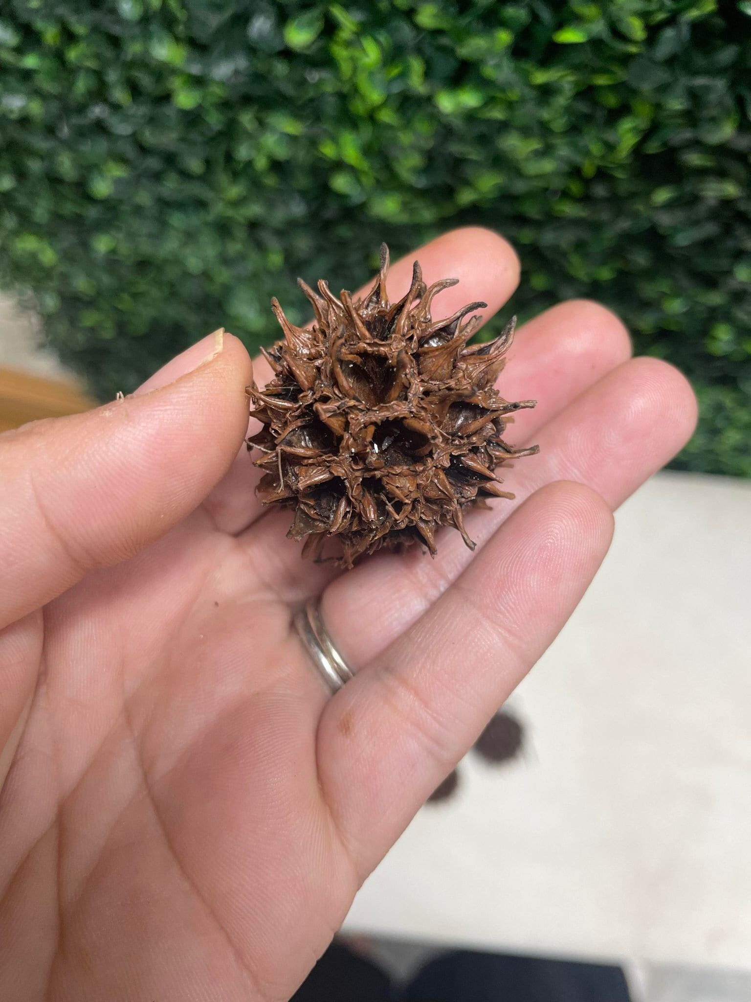 Natural Sweet Gum Tree Spiked Pods Balls Nuts Seed Pods - Etsy