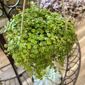 RARE Live String of Turtles Succulent Available in Multiple Sizes ...