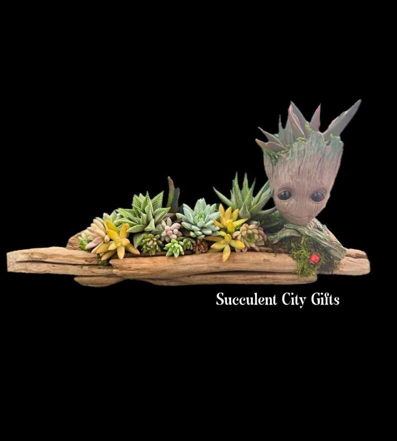 Baby Groot on Driftwood With Live Succulent Arrangement / Marvel ...