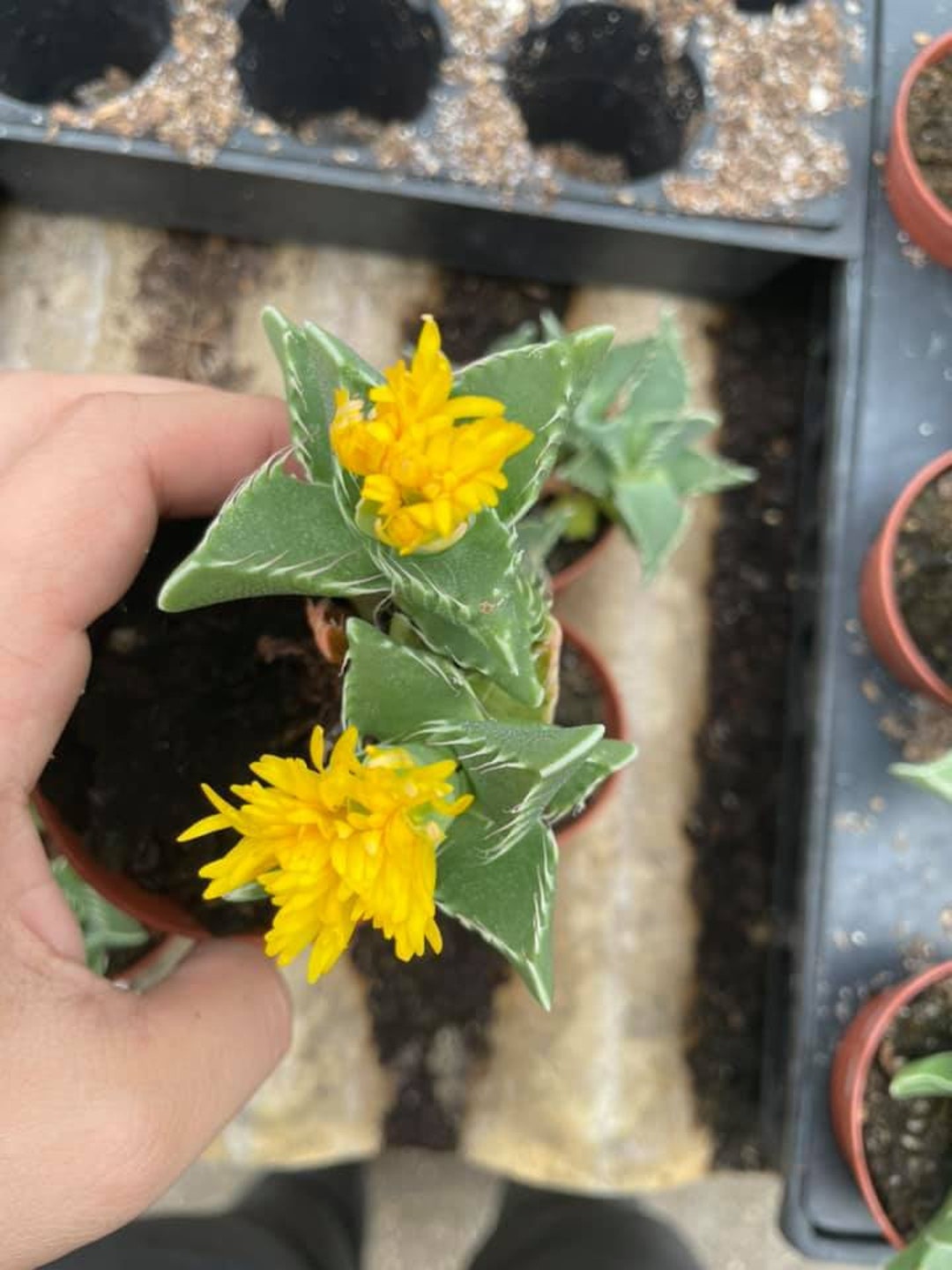 Tiger Jaw Succulent 3 Pot Live Plants Faucaria Tigrina Shark Jaw Easy ...