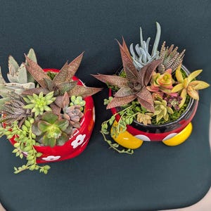 Mickey or Minnie Mouse Planters With or Without Live Succulent Kit ...