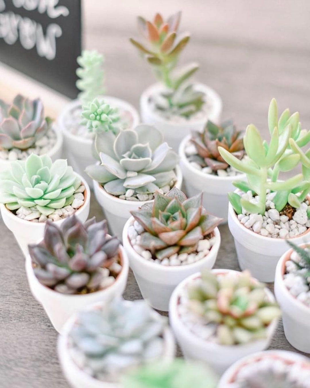 Succulent Party Favors/ Terra Cotta Pots 2inch/ Wedding Favors/ Hand ...