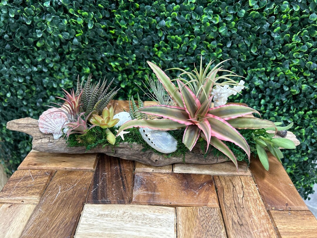 Beautiful Nautical Driftwood W/live Succulents & Air Plants / Spring ...