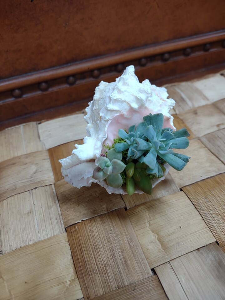 Seashell Succulent Arrangement/ Small Conch Shell With Live | Etsy