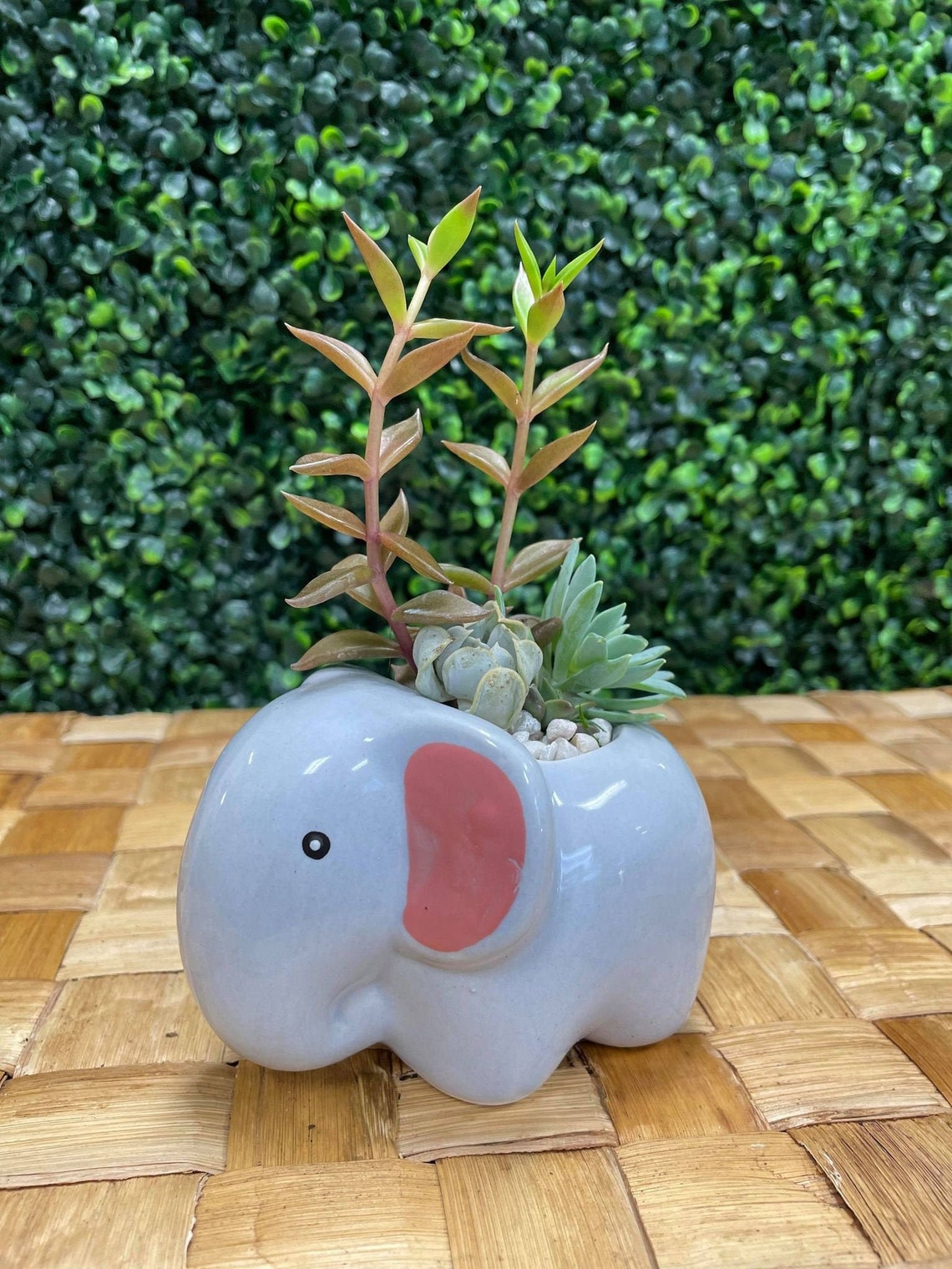 Cute Elephant Succulent Kit / Kids DIY Project / Live Plants / - Etsy