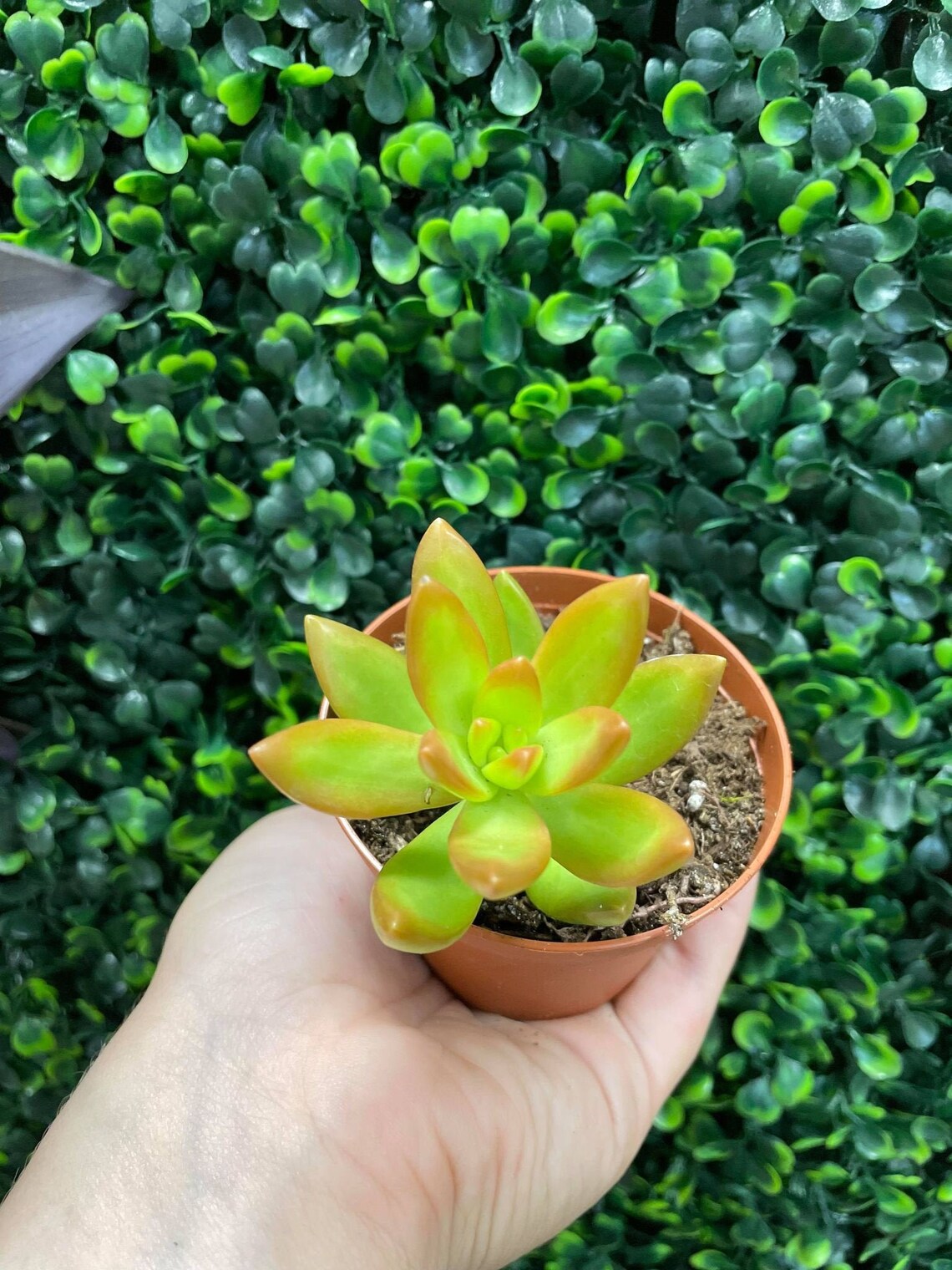 Sedum Firestorm Succulent 2 Pot Live Plants Easy | Etsy