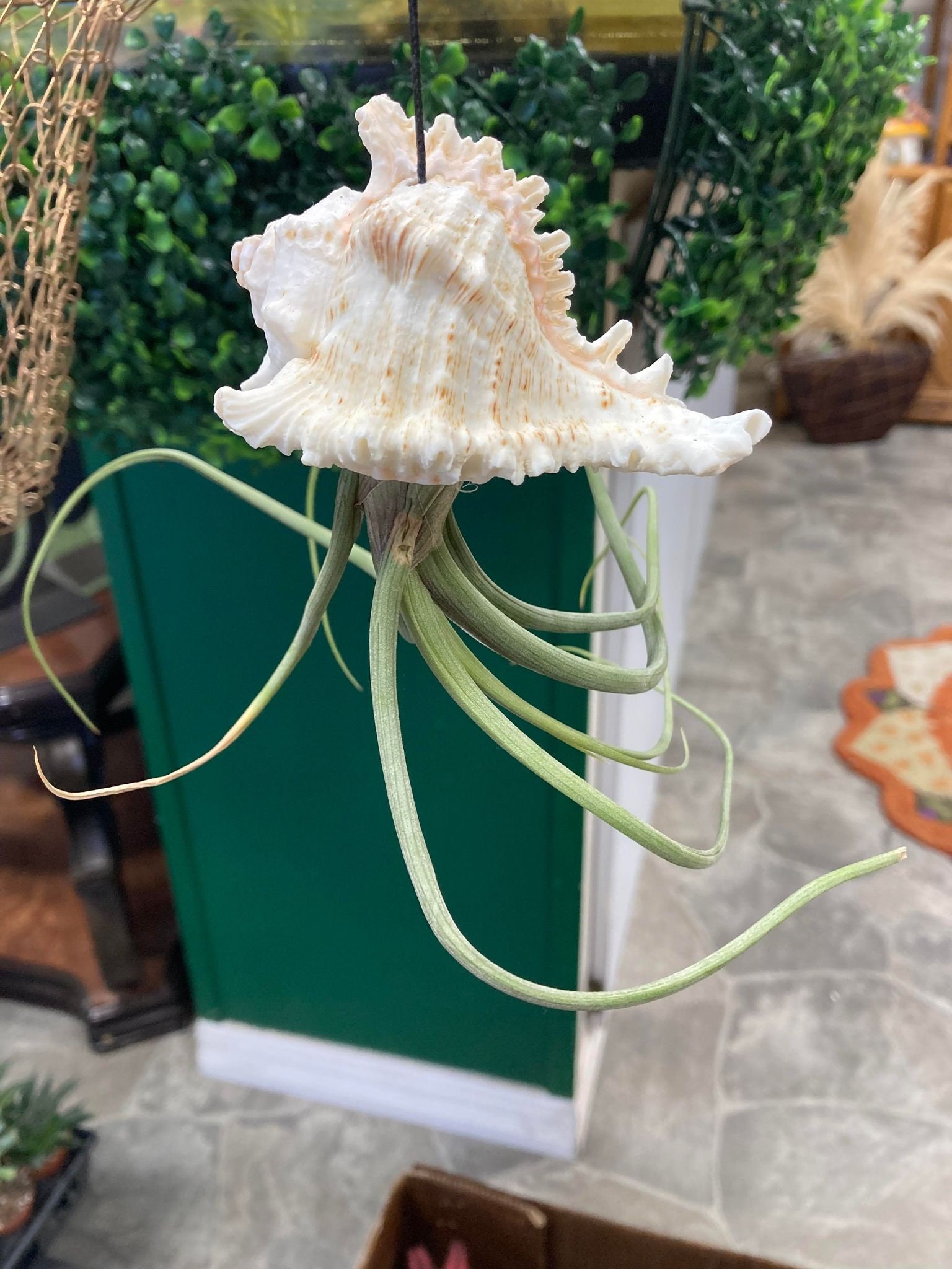Sea Shell Air Plant/ Live House Plant or Outdoor/ Office Gift/ W/care ...