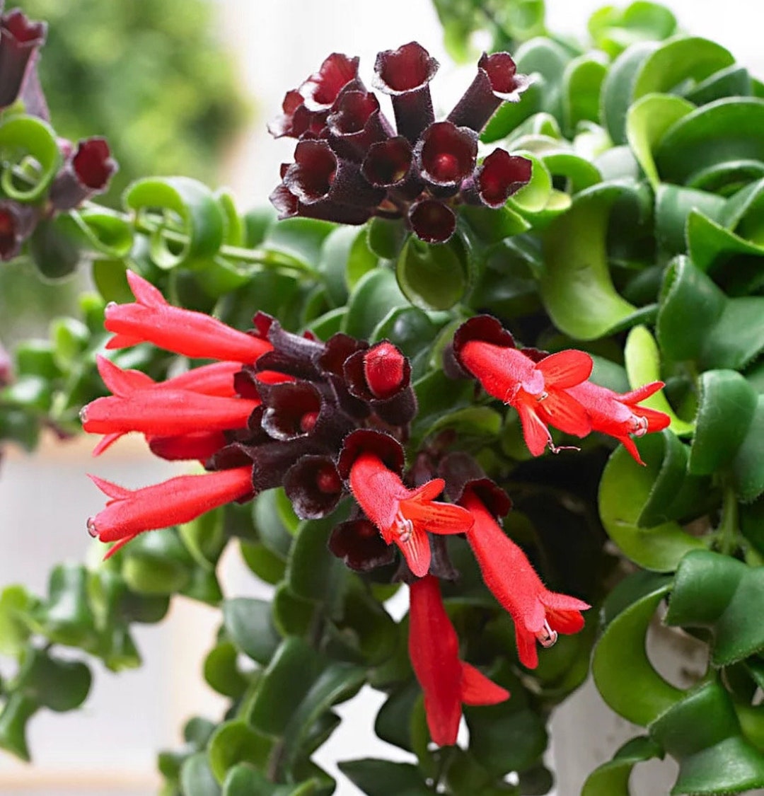 Beautiful Live CURLY Lipstick Plant in Multiple Sizes/ Red Flower ...