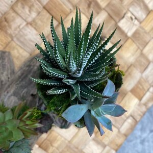 Baby Groot on Driftwood With Live Succulent Arrangement / Marvel ...