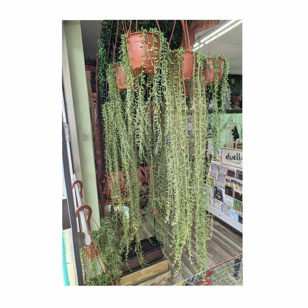 Trailing Plant - Etsy