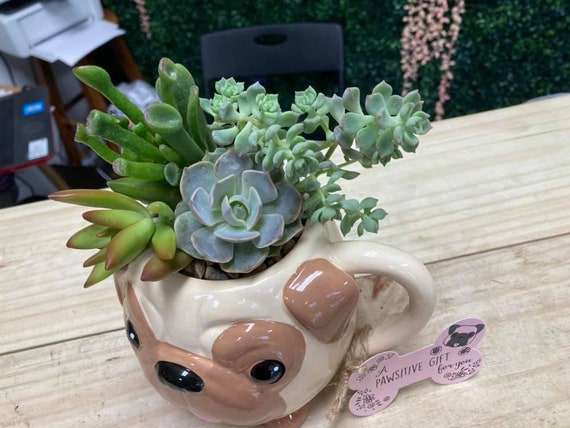Home & Living Planters & Pots Simba Mug Succulent Kit Disney Lion King ...