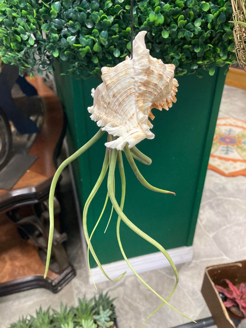 Sea Shell Air Plant/ Live House Plant or Outdoor/ Office Gift/ W/care ...