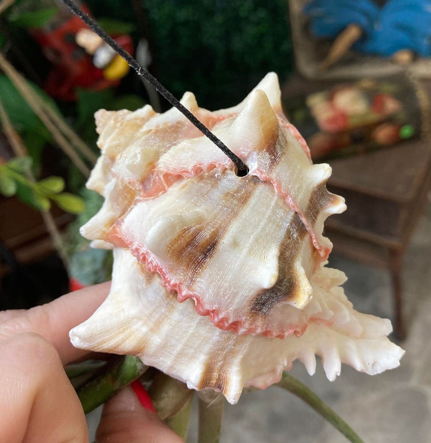 Sea Shell Air Plant/ Live House Plant or Outdoor/ Office Gift/ W/care ...