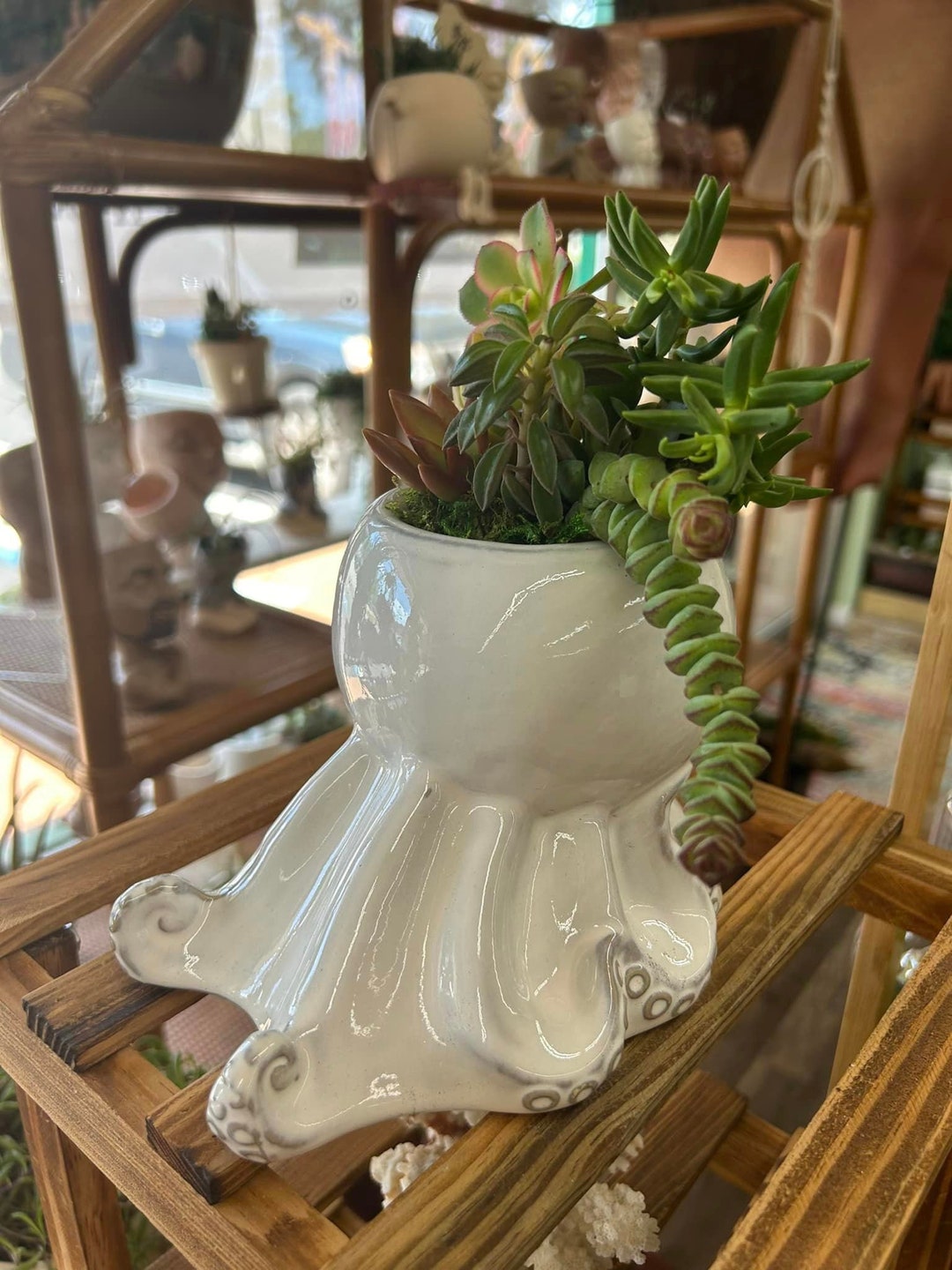 Octopus Planter With or Without Live Succulent Kit/ White / Custom ...