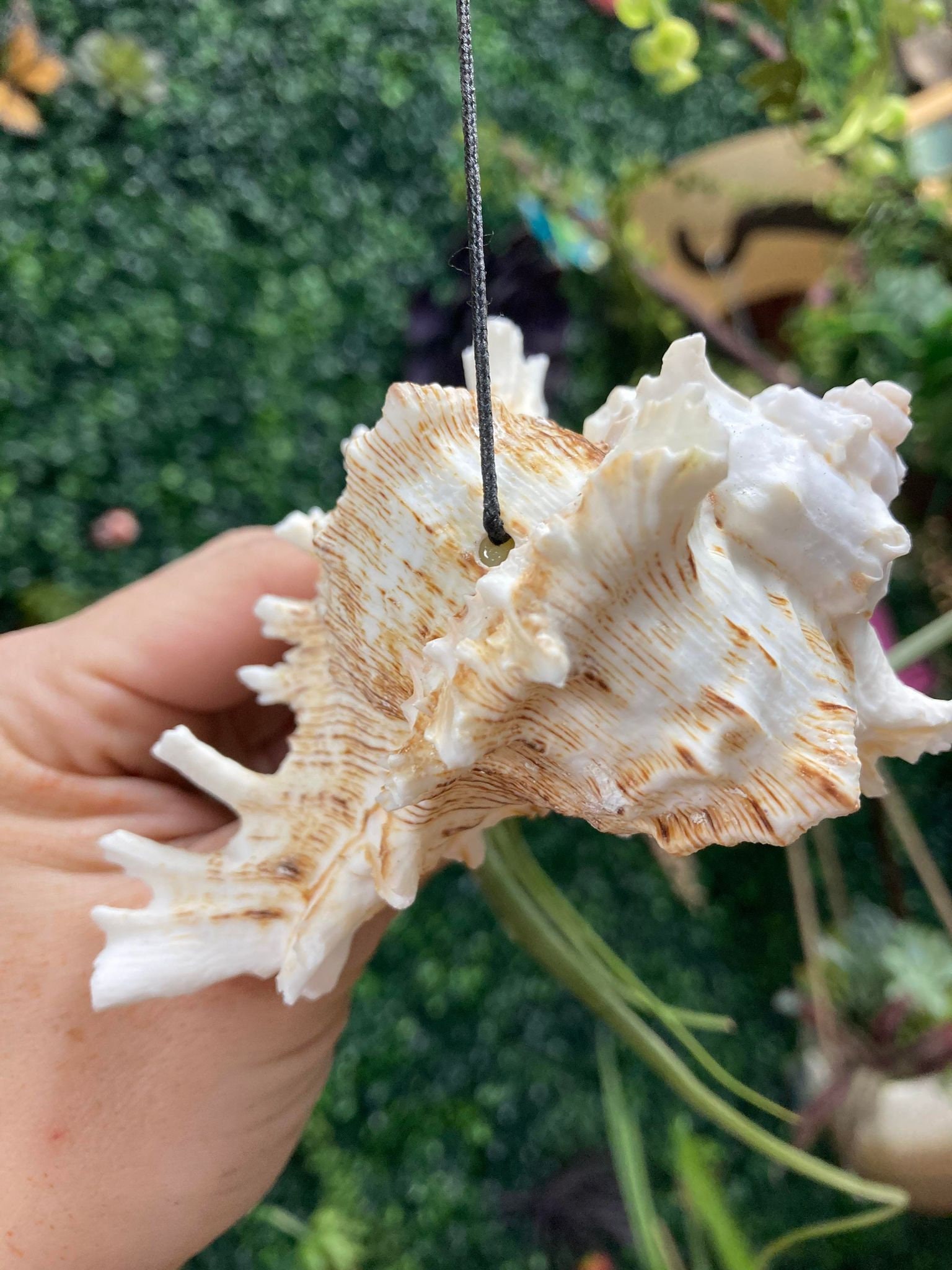 Sea Shell Air Plant/ Live House Plant or Outdoor/ Office Gift/ W/care ...