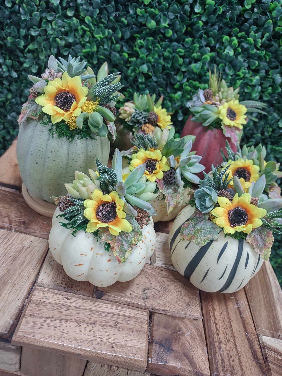 LIVE Succulent Pumpkin Creation / Fall / Office Desk Arrangement / Mini ...