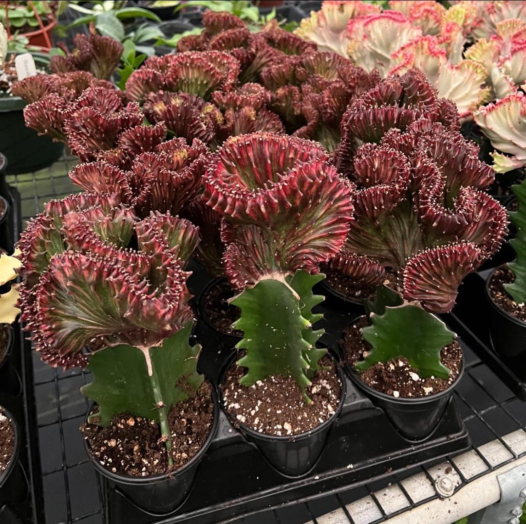 RARE Red/burgandy JUMBO Variegated Mermaid Tail Cactus Free Shipping ...
