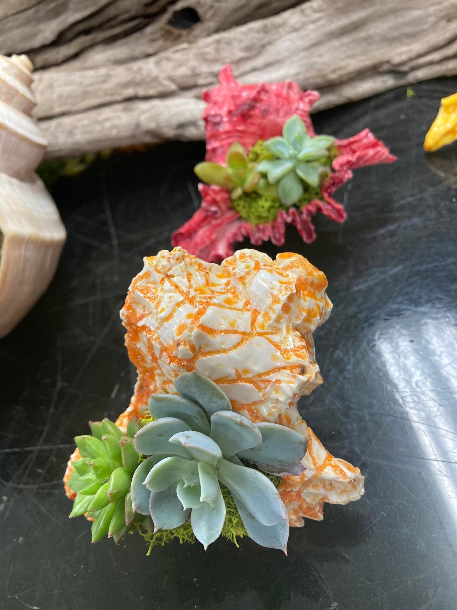 Seashell Succulent Arrangement/ Small Conch Shell With Live | Etsy