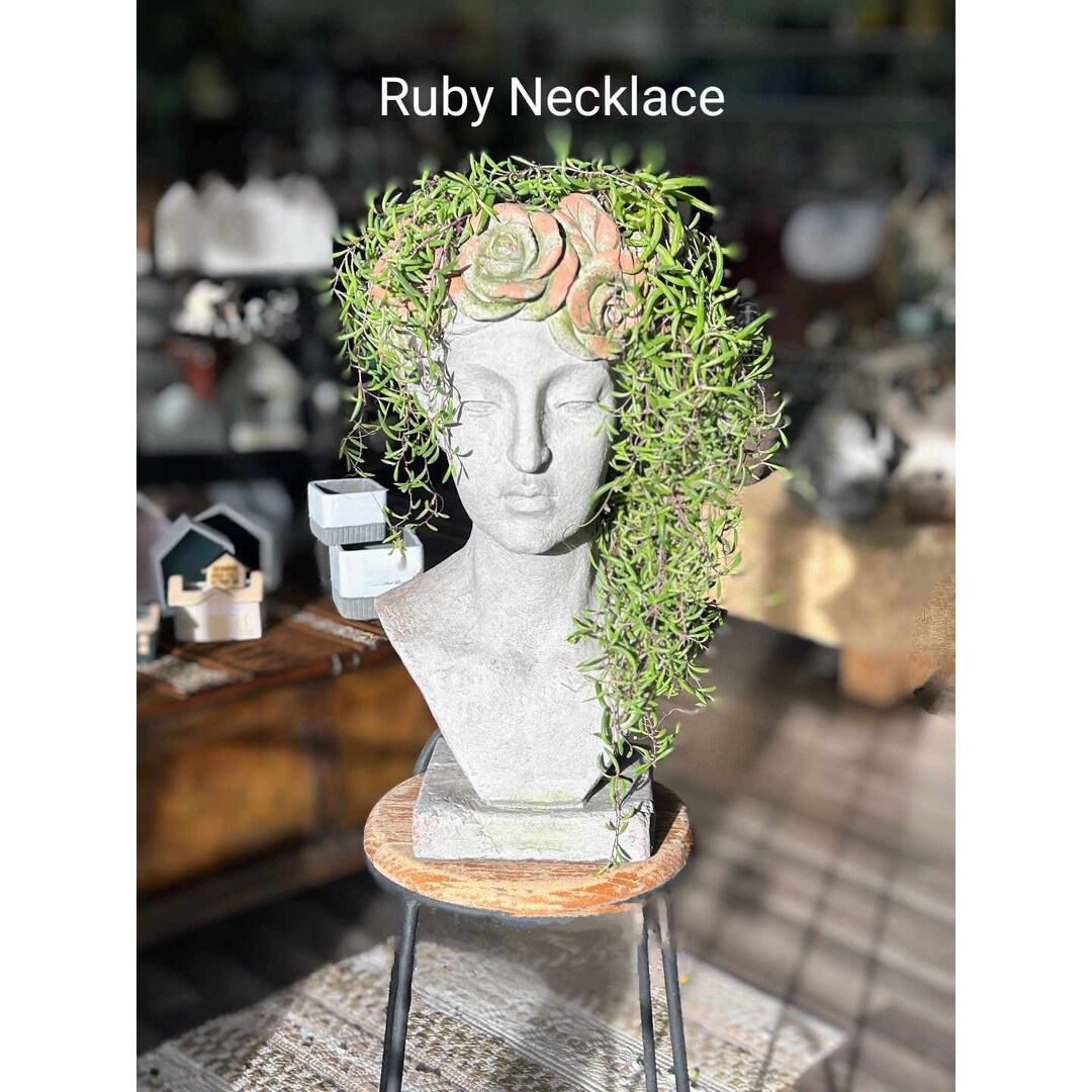 Live Plant Hair for Head Planters / Trailing / Dangling / Free Shipping ...