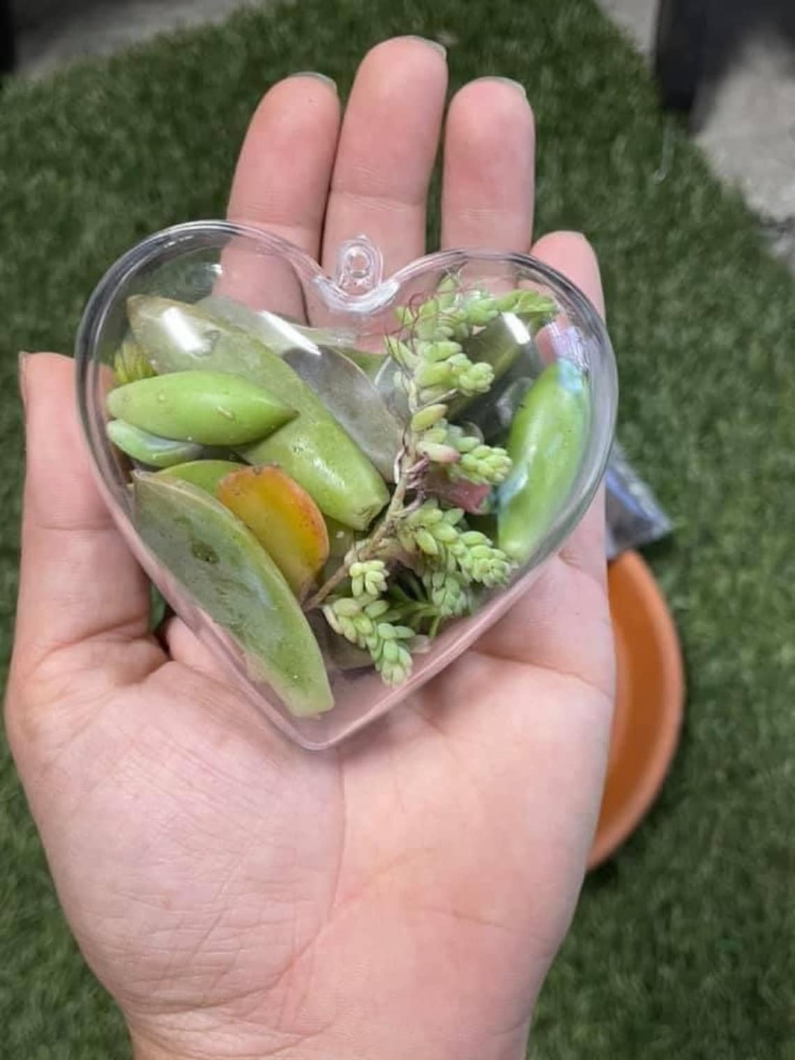 Propagation Pod / Succulent Plant Starters / With or Without Soil Kits ...