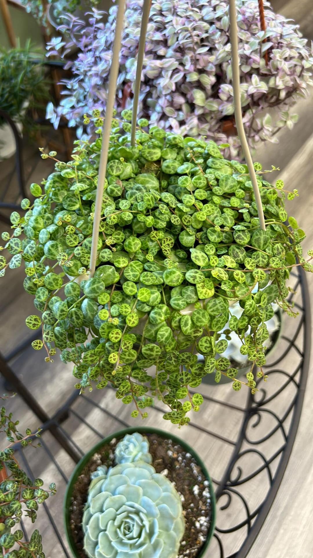 RARE Live String of Turtles Succulent Available in Multiple Sizes ...