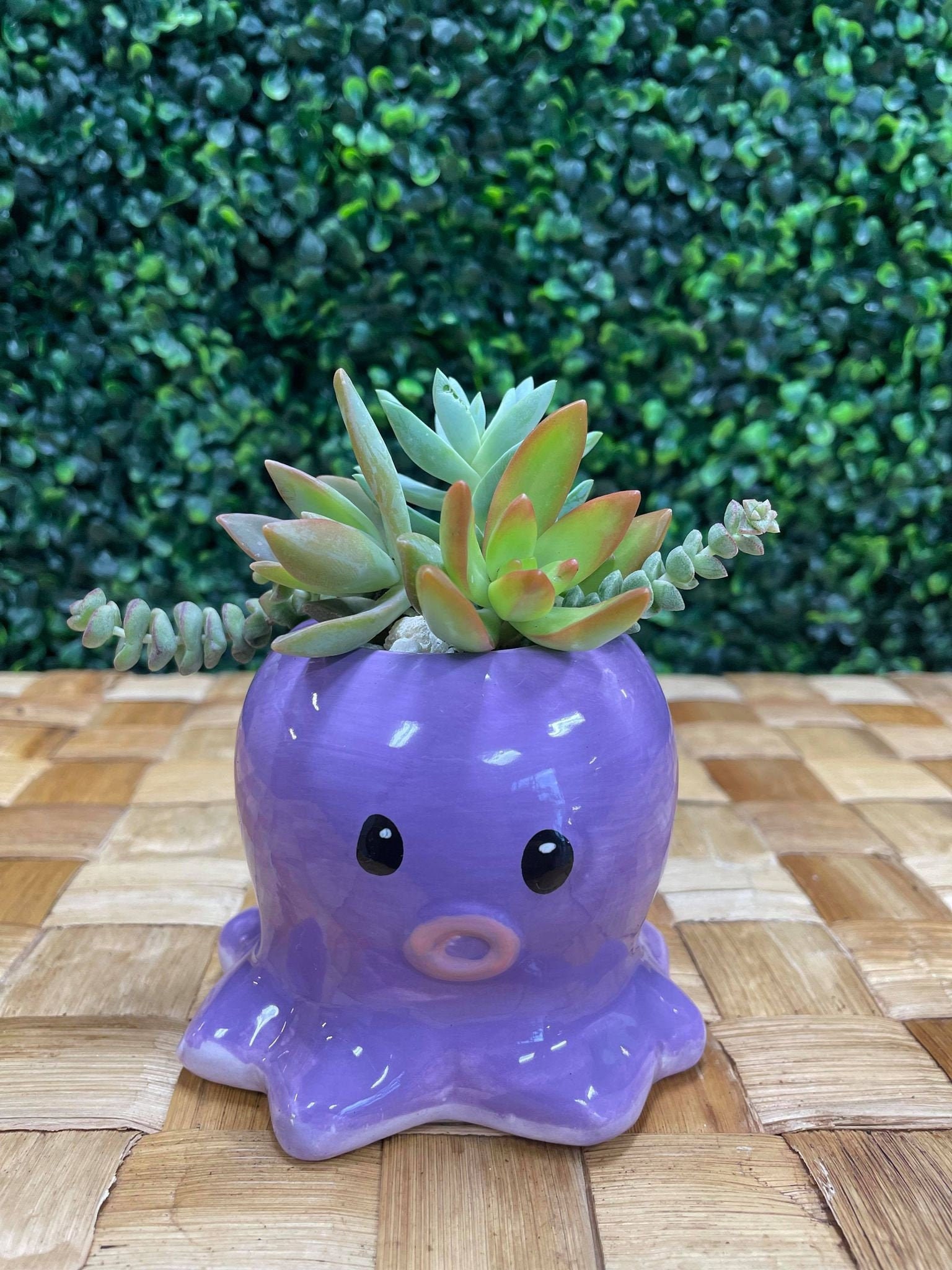 Octopus Succulent kit w/Planter/Custom arrangement/Animal/easy | Etsy