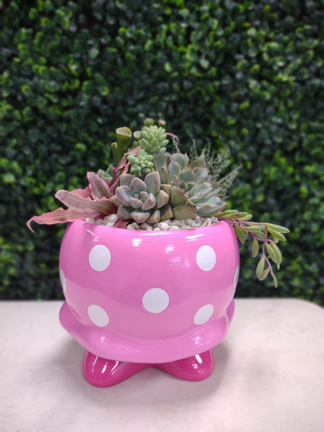 Minnie Mouse or Donald Duck Planter With or Without Live Succulent Kit ...