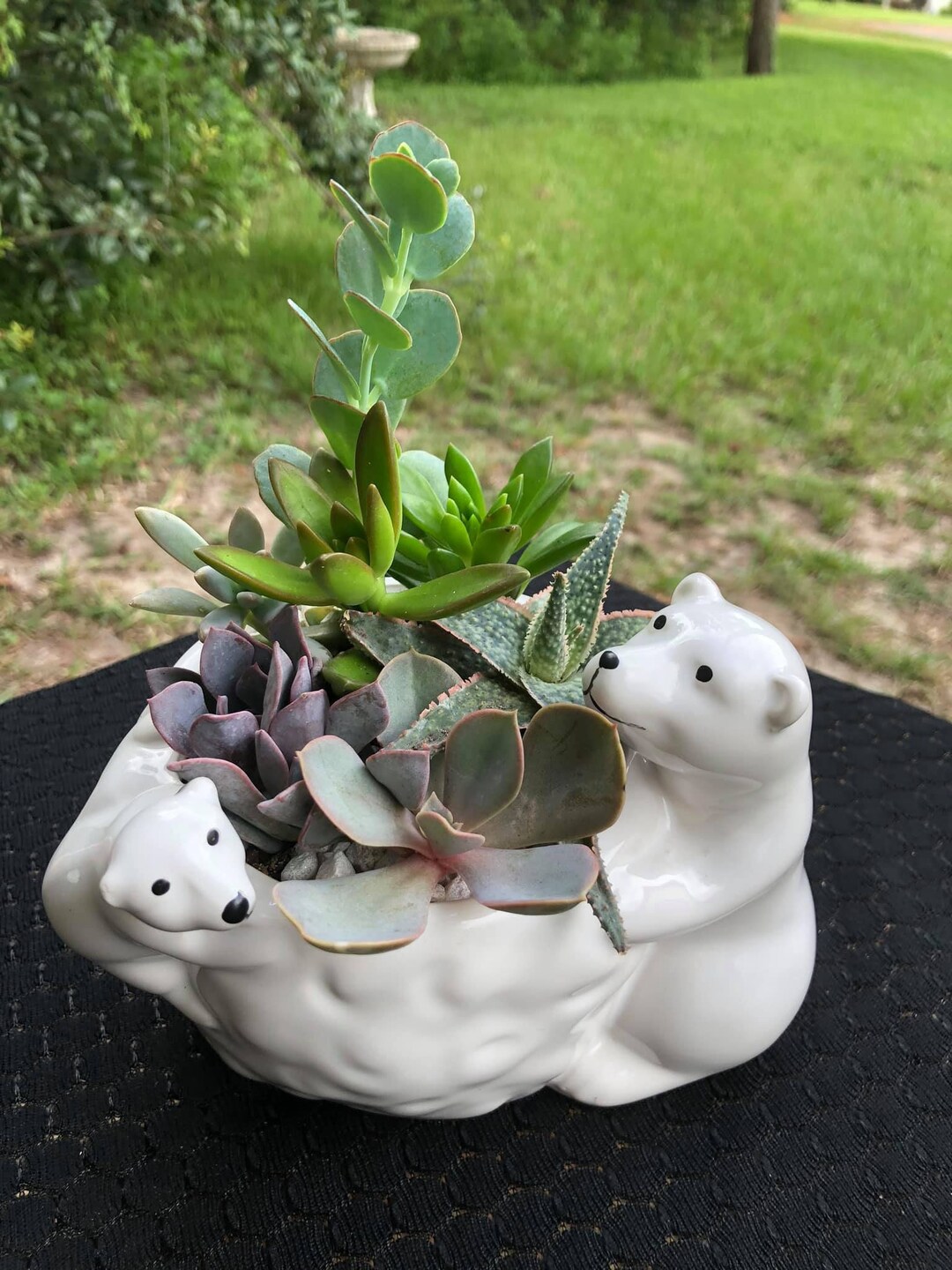 Polar Bear Planter With or Without Succulent Kit/custom Arrangement ...