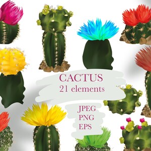Cactus Clipart Cactus Flower Png Summer Cactus Clip Art - Etsy