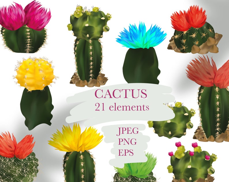 Cactus Clipart Cactus Flower Png Summer Cactus Clip Art - Etsy