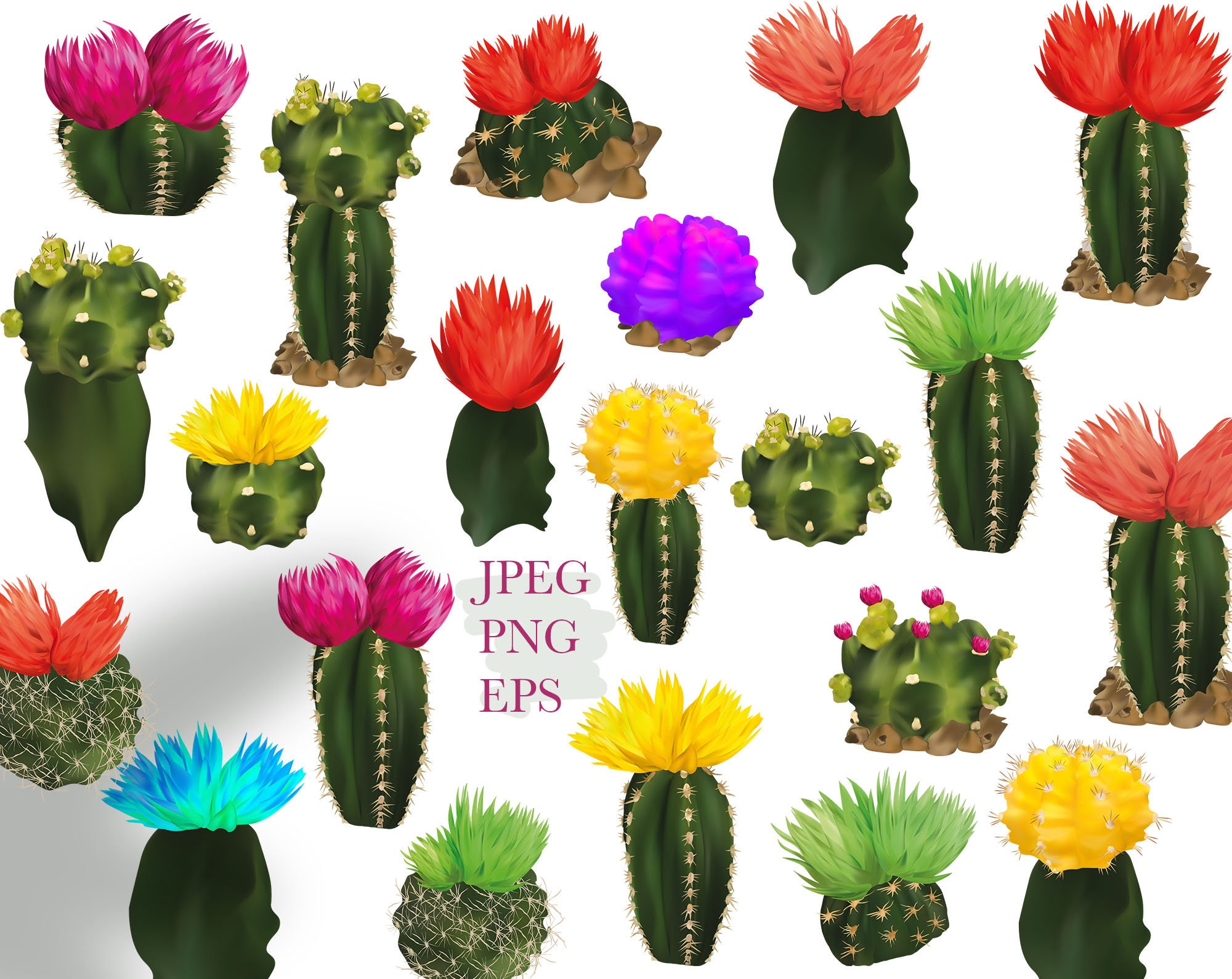 Cactus Clipart Cactus Flower Png Summer Cactus Clip Art - Etsy