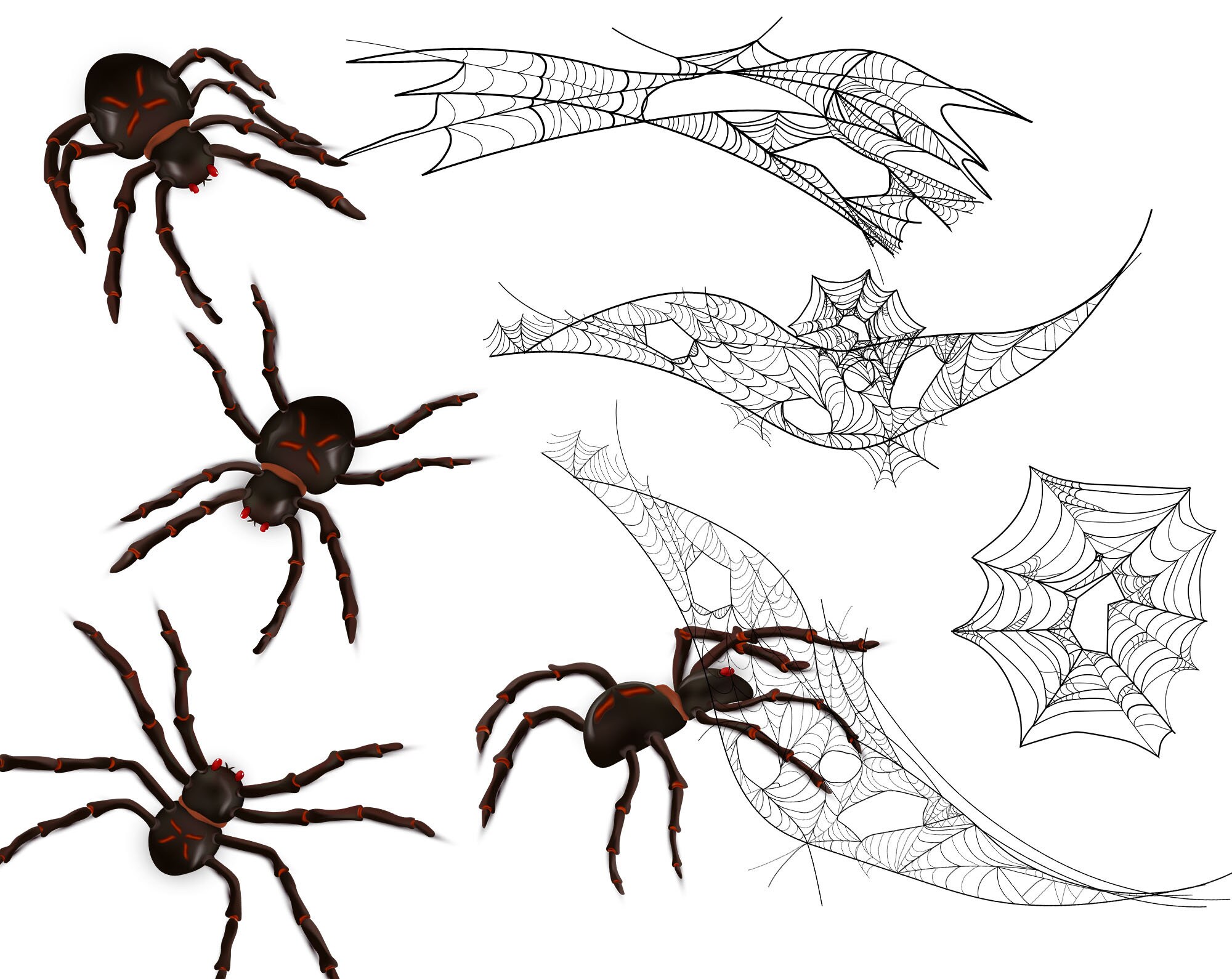 Halloween Spider Clipart, Spiders Png, Scary Spider, Realistic Spider ...