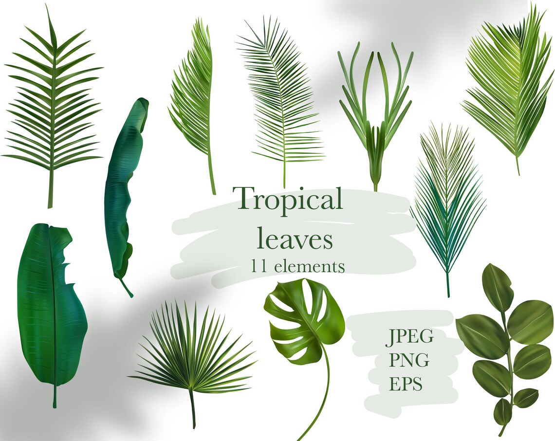 Tropical Leaves Clipart, Green Palm Leaves, Monstera Leaf Png, Summer ...