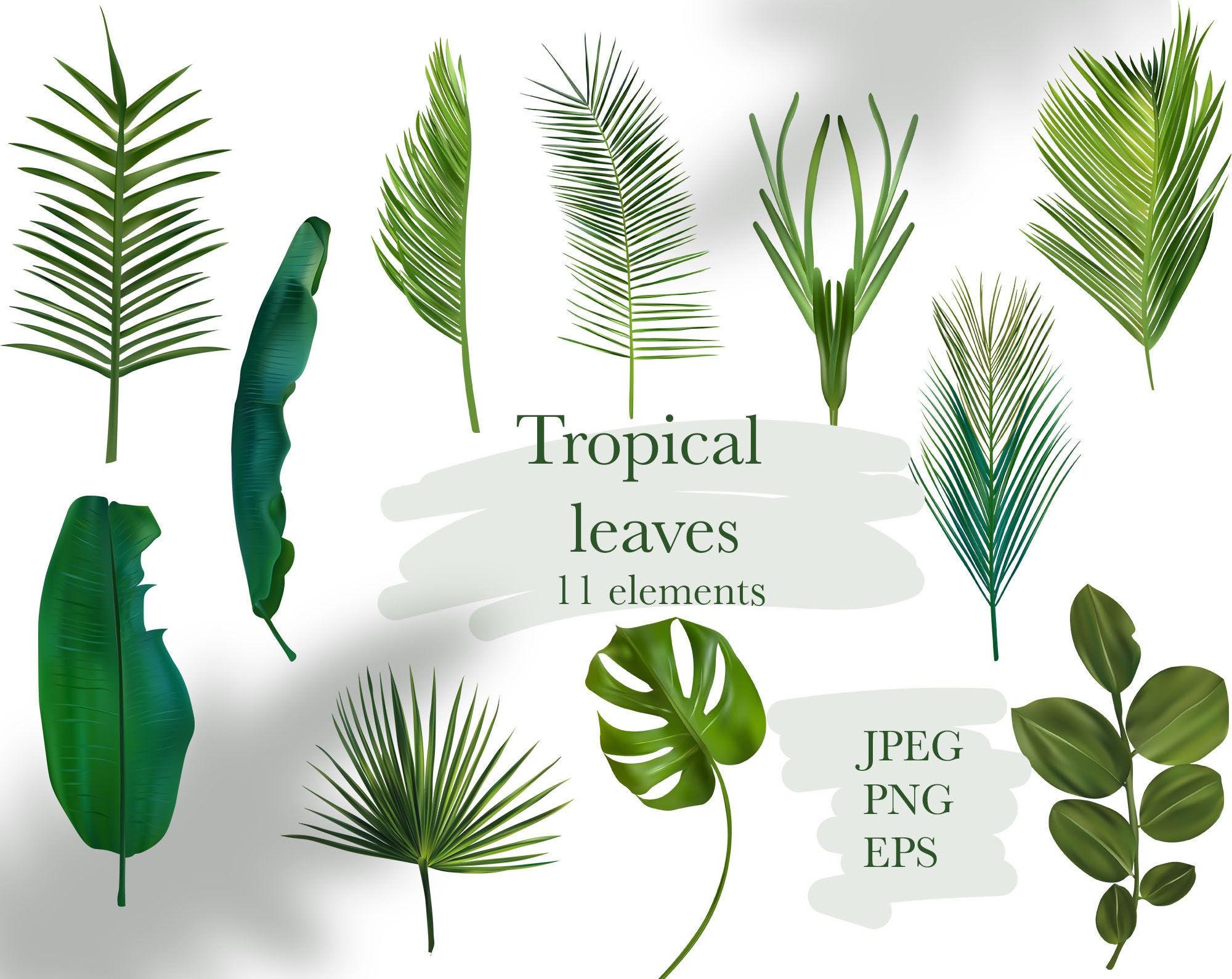 Tropical Leaves Clipart, Green Palm Leaves, Monstera Leaf Png, Summer ...