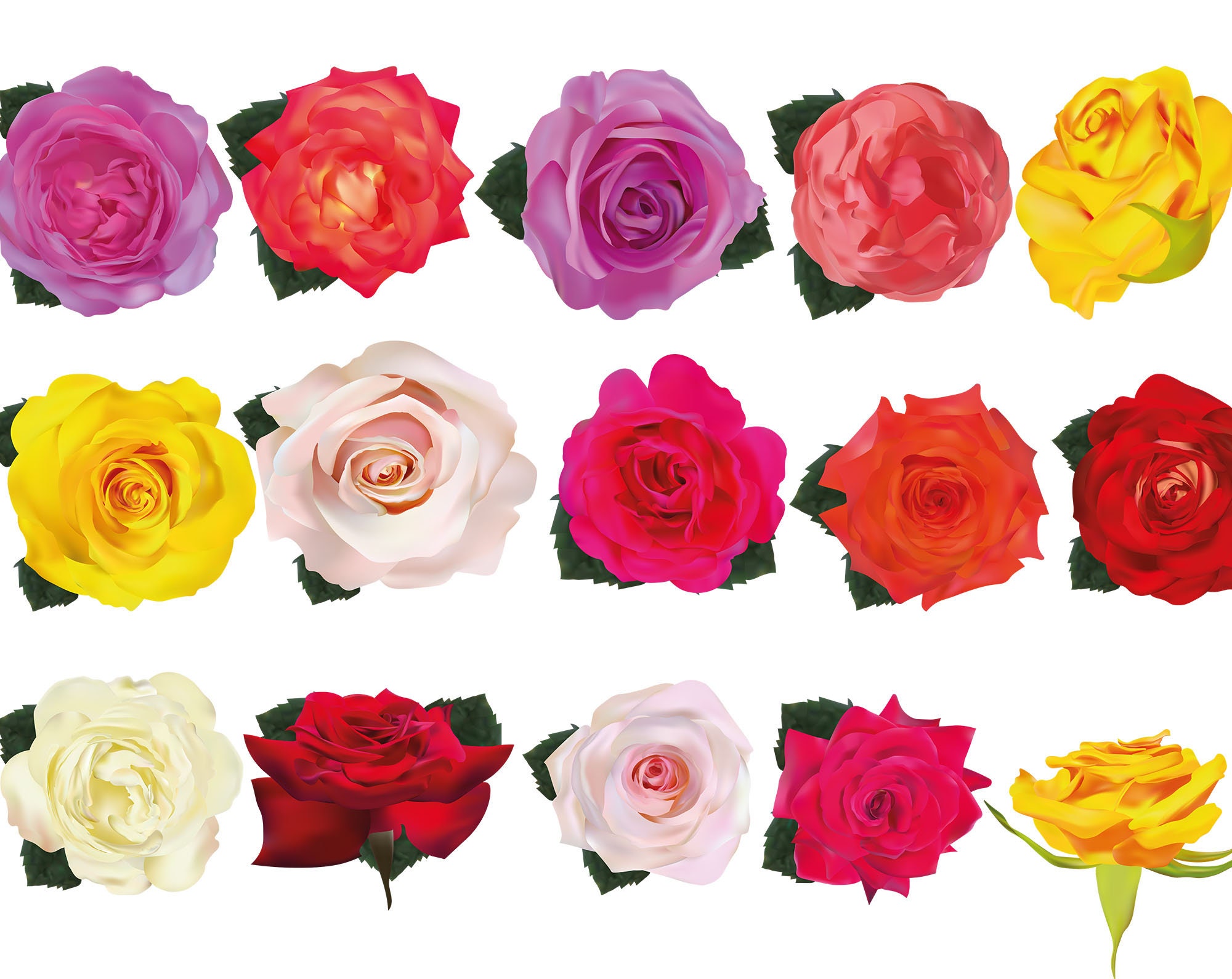 Colorful Roses Clipart, Pink Roses, White Rose, Clipart Flowers, Summer ...