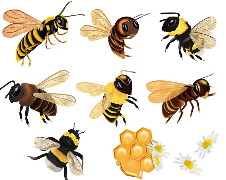 Bumble Bee Decor, Bee Png, Daisy Clipart, Honey Bee Png, Insect Clipart ...