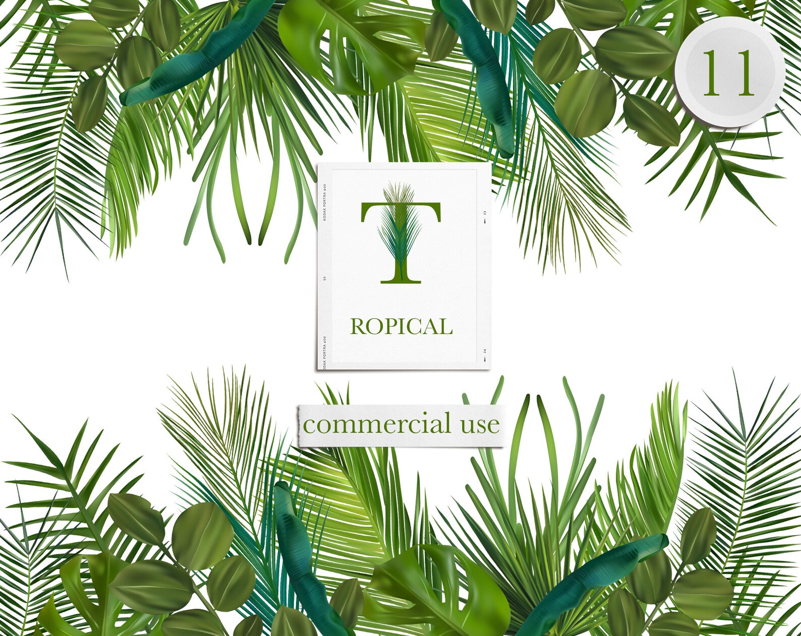 Tropical Leaves Clipart, Green Palm Leaves, Monstera Leaf Png, Summer ...