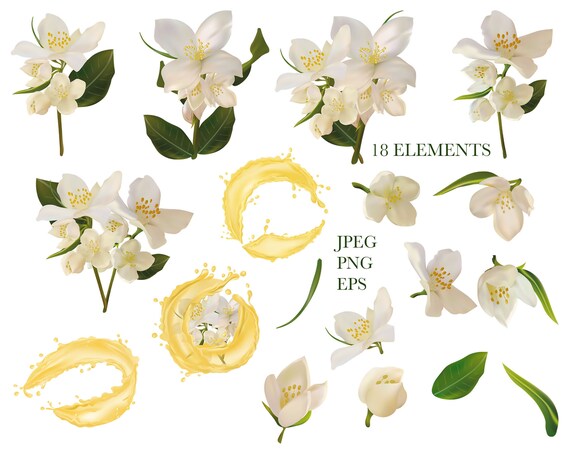 Jasmine Flower Vector Png