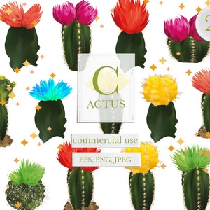 Cactus Clipart, Cactus Flower Png, Summer Cactus Clip Art, Cactus Decor ...