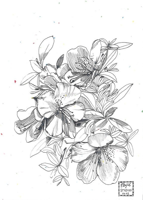 ORIGINAL Azalea Floral Drawing Pen Drawing Botanical - Etsy