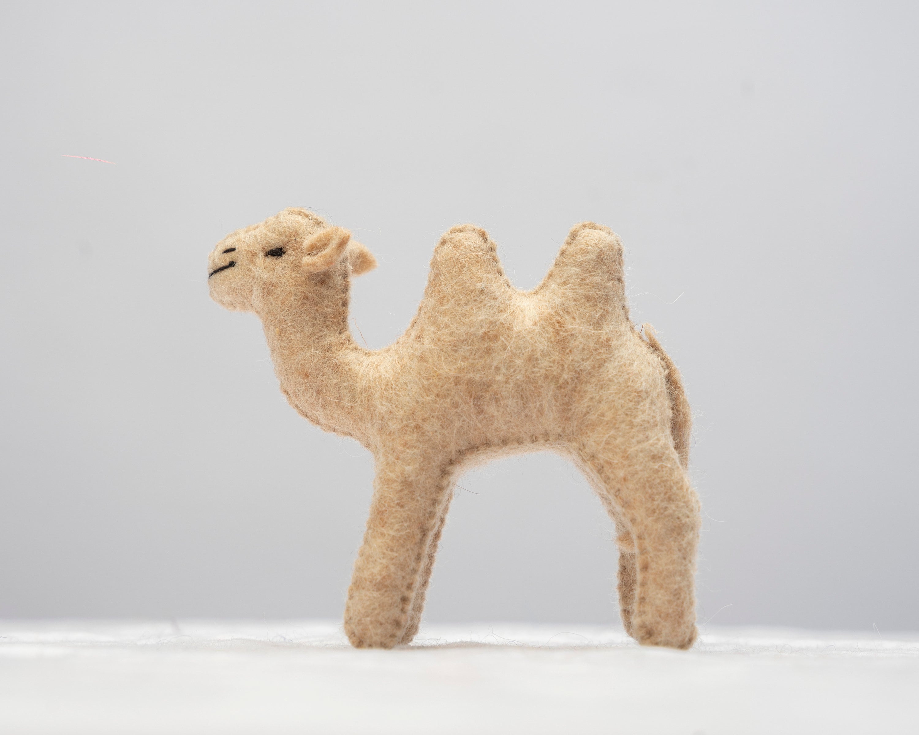 Camel Wool Animal