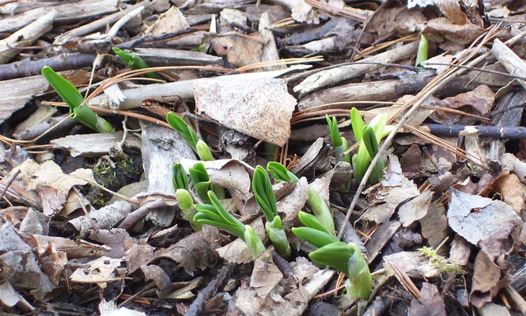 24 Wild Ramp Bulbs Sustainably Harvested Catskill Native Allium ...