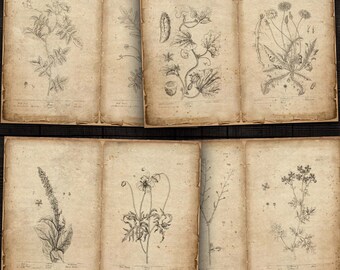 Digital Herbs Botanical Pages, Printable Herb Ephemera for Junk ...