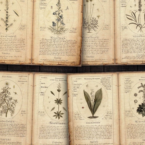 Digital Herbs Botanical Pages Printable Herb Ephemera for - Etsy