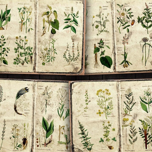 Digital Botanical Junk Journal Pages Printable Mushroom - Etsy