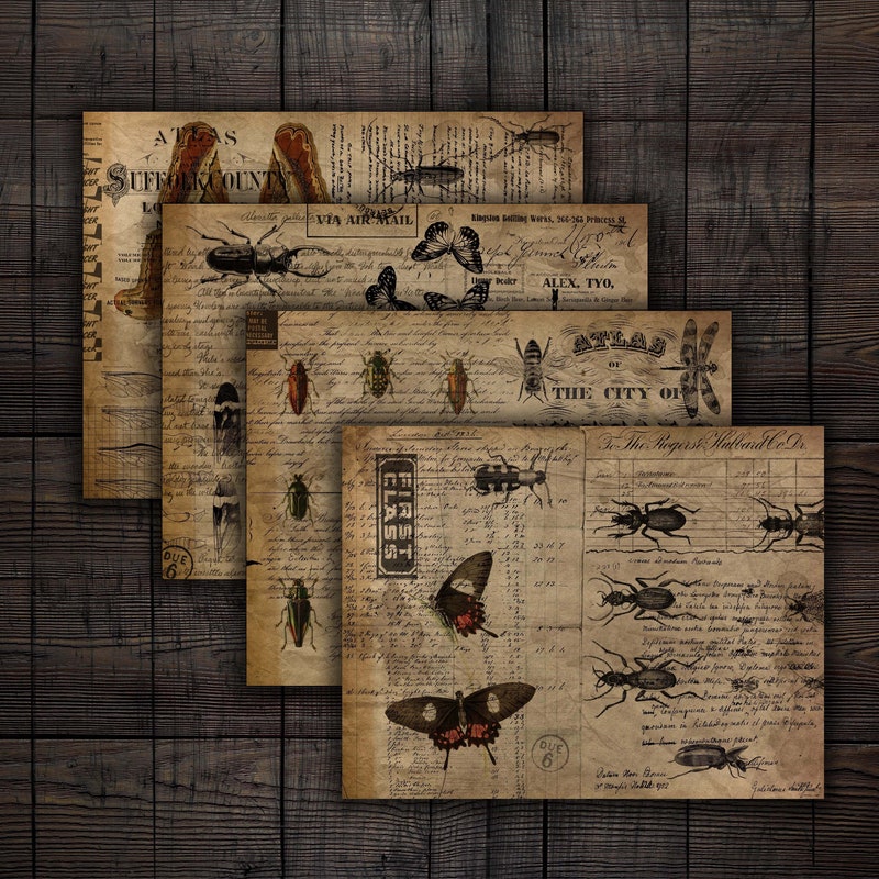 Entomology - Etsy